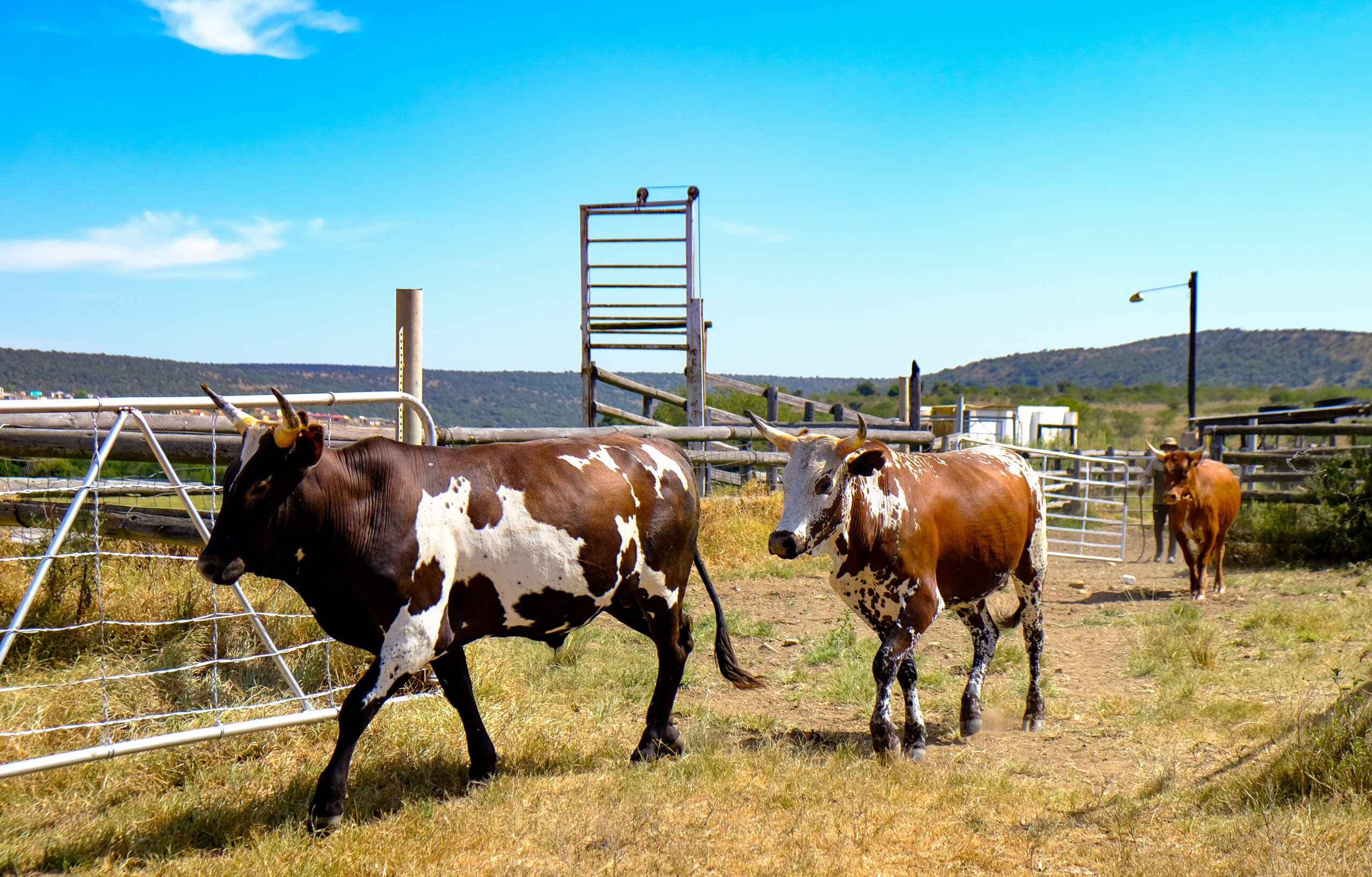 UFH and DRDAR Study Reveals Impact of Feedlot vs. Pasture Rearing on ...